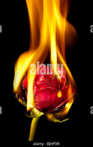 A vertical shot of the rose flowers on a wooden table Stock Photo - Alamy