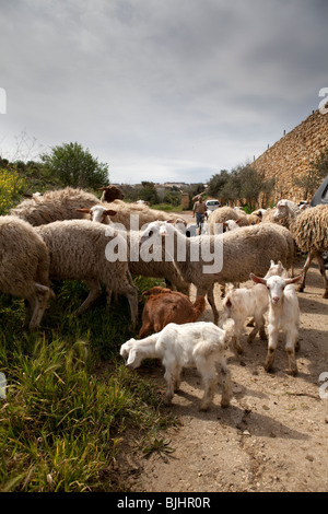 goats sheep farming farmer Gozo malta maltese farm Stock Photo - Alamy