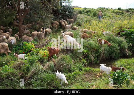 goats sheep farming farmer Gozo malta maltese farm Stock Photo - Alamy
