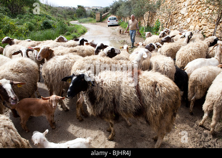 goats sheep farming farmer Gozo malta maltese farm Stock Photo - Alamy