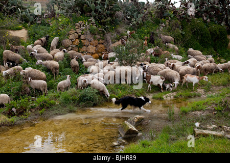 goats sheep farming farmer Gozo malta maltese farm Stock Photo - Alamy