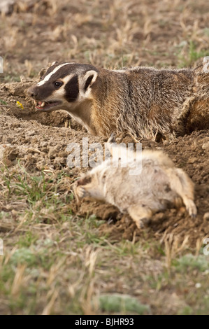 American badger, Taxidea taxus, with dead black-tailed prairie dog ...