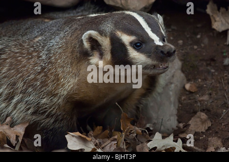 American badger, Taxidea taxus, Sandstone, Minnesota, USA Stock Photo ...
