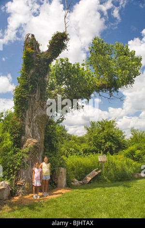 Walt Disney Dreaming Tree Stock Photo - Alamy