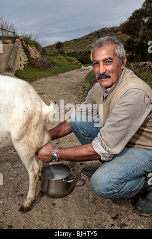 goats sheep farming farmer Gozo malta maltese farm Stock Photo - Alamy