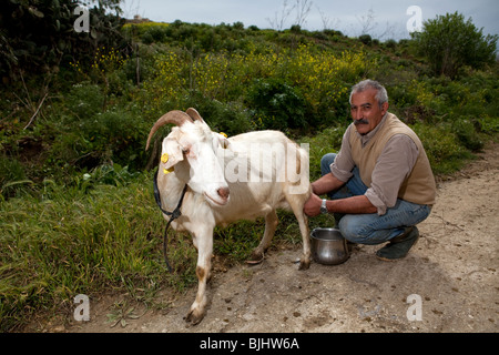 goats sheep farming farmer Gozo malta maltese farm Stock Photo - Alamy