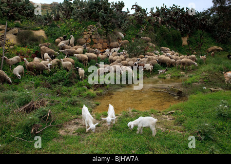 goats sheep farming farmer Gozo malta maltese farm Stock Photo - Alamy