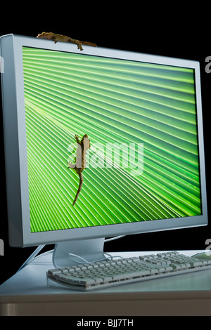Computer monitor with lizards Stock Photo - Alamy