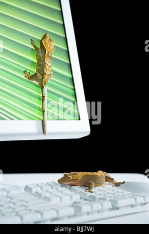Computer monitor with lizards Stock Photo - Alamy