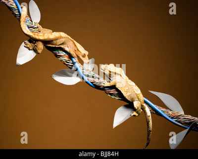 Two lizards on cable with leaves Stock Photo - Alamy
