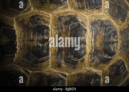 Tortoise falling over Stock Photo - Alamy