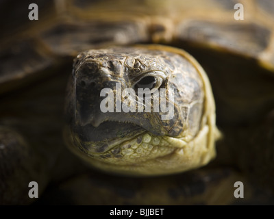 Tortoise with head in shell Stock Photo: 11374713 - Alamy
