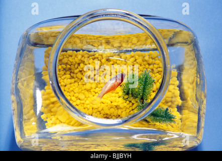 Dead goldfish floating in a fishbowl Stock Photo: 22222977 - Alamy