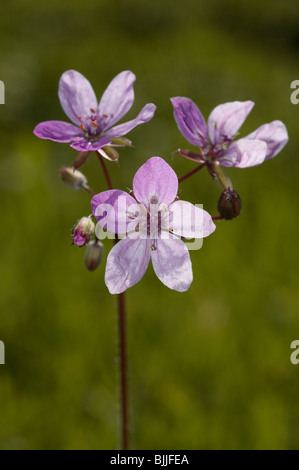 Common stork s bill Erodium cicutarium seedhead Stock Photo - Alamy
