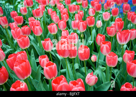 Judith Leyster tulips in the tulip garden the Keukenhof at Lisse the ...