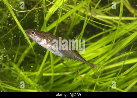 A nine-spined stickleback (Pungitius pungitius) swimming through Stock ...