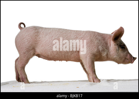 Piglet standing side view Stock Photo - Alamy