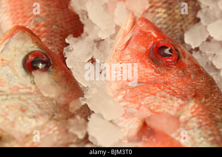 Fresh Red Snapper fish - Huachinango in Spanish - packed in ice for ...
