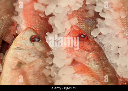 Fresh Red Snapper fish - Huachinango in Spanish - packed in ice for ...