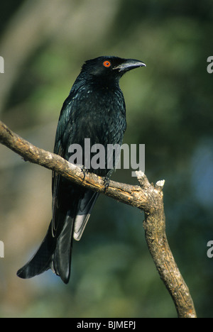 Australian Spangled drongo, Dicrurus bracteatus, perched on a garden ...