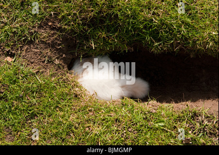 Down the Rabbit Hole Stock Photo - Alamy
