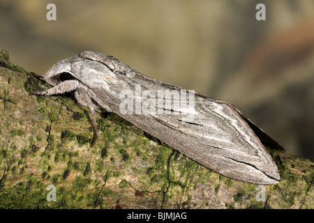 Great ash sphinx moth (Sphinx chersis) photographed on white background ...