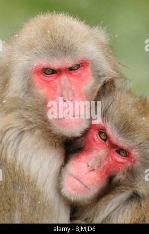 Angry Japanese Macaque Macaca fuscata shouting exposing its teeth in ...