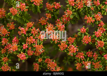 Portuguese Crowberry, or Camarina (Corema album) in flower on dunes ...
