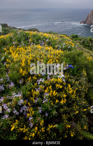 Wind-pruned spring flowers, especially Small-flowered Gorse, Rosemary ...