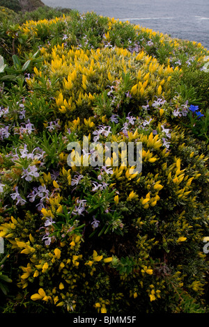 Wind-pruned spring flowers, especially Small-flowered Gorse, Rosemary ...