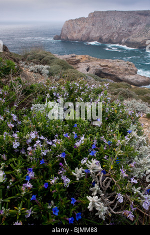 Wind-pruned spring flowers, especially Small-flowered Gorse, Rosemary ...
