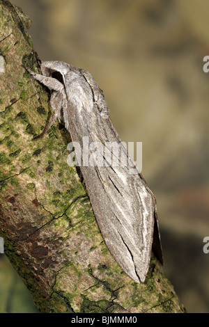 Great Ash Sphinx Moth (Sphinx chersis) 4th instar caterpillar on White ...