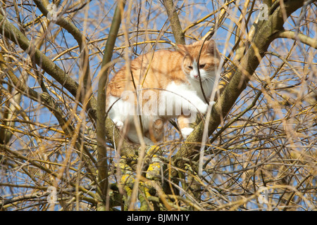 Ginger tom cat up a tree, Hampshire, England Stock Photo - Alamy