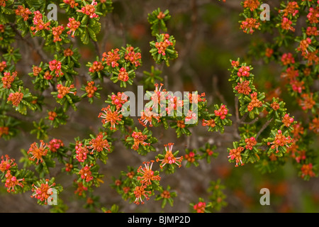Portuguese Crowberry, or Camarina (Corema album) in flower on dunes ...