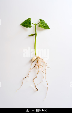 Bean seedling sprout with roots Stock Photo - Alamy