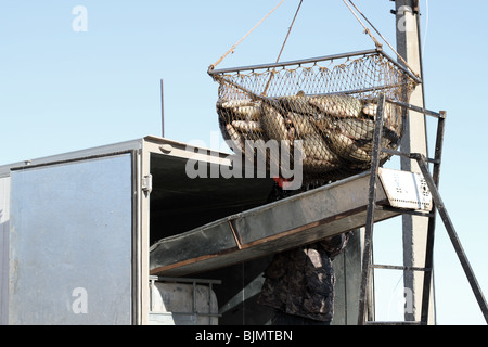fish farm in Volgograd region, Russia Stock Photo - Alamy