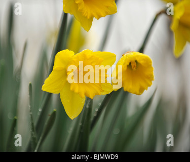 Daffodil the flower of St David's Stock Photo - Alamy