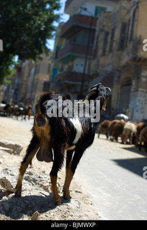 Goat Cairo Egypt Stock Photo - Alamy