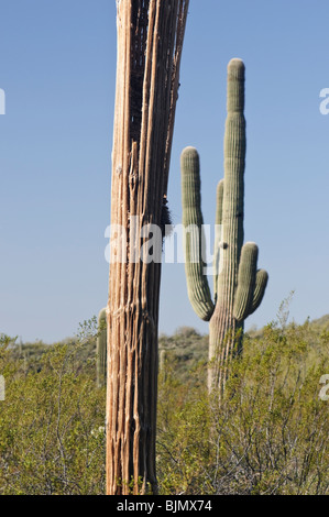 Dead Saguaro Skeleton in the Desert in Saguaro National Park in Arizona ...