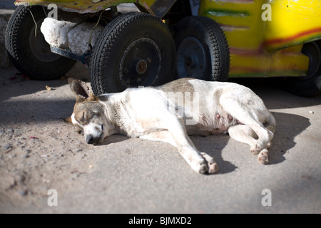 Yellow stray dog sleeping on the sandy beach Stock Photo - Alamy