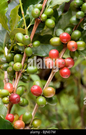 Coffee berries (Coffea arabica), State of Veracruz, Mexico Stock Photo ...