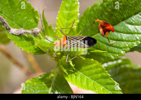 Leaf-footed / flag-footed bug (Anisocelis flavolineata: Coreidae ...