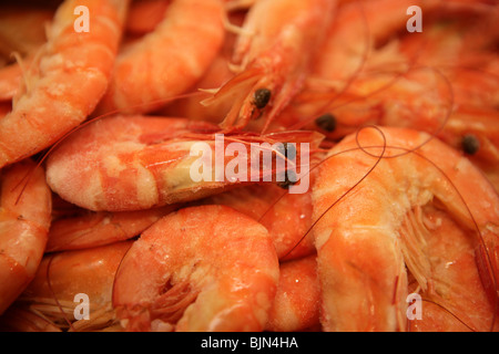 Shrimp macro texture, many orange prawns crop detail Stock Photo - Alamy