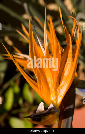 An orange Bird of Paradise flower in closeup Stock Photo - Alamy