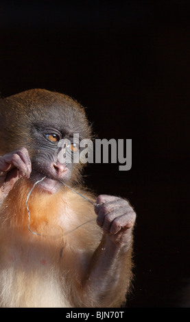 Young Mandrill Monkey cleaning teeth Stock Photo - Alamy