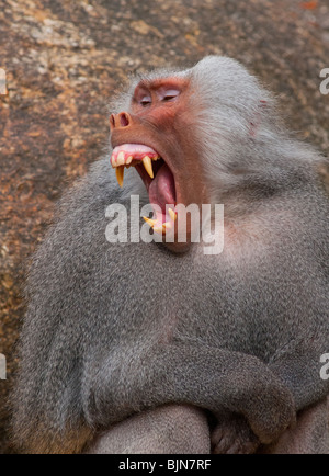 Growling Dominant male Hamadryas baboon (Papio hamadryas). These Stock ...