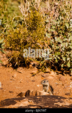 A cliff chipmunk along the Colorado river at the base of the Bridge ...