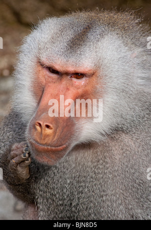 animal monkey baboon thinking animal mammal animals monkey zoo branch ...