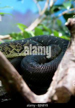 Jamaican Boa Epicrates subflavus, Boidae, Jamaica Stock Photo - Alamy