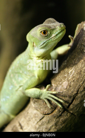 Plumed Basilisk lizard (Basiliscus plumifrons), feet and toes Stock ...